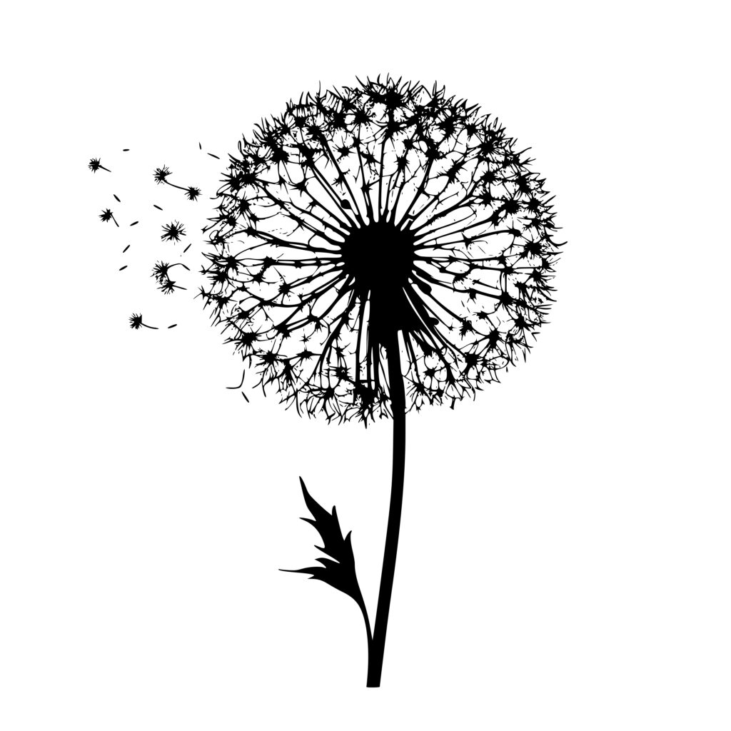 Dandelion – Creative Meadow
