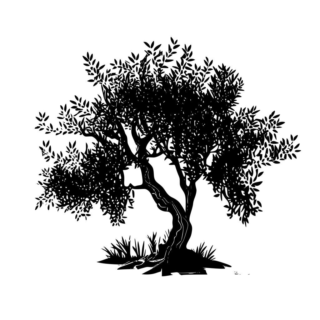 Olive Tree – Creative Meadow