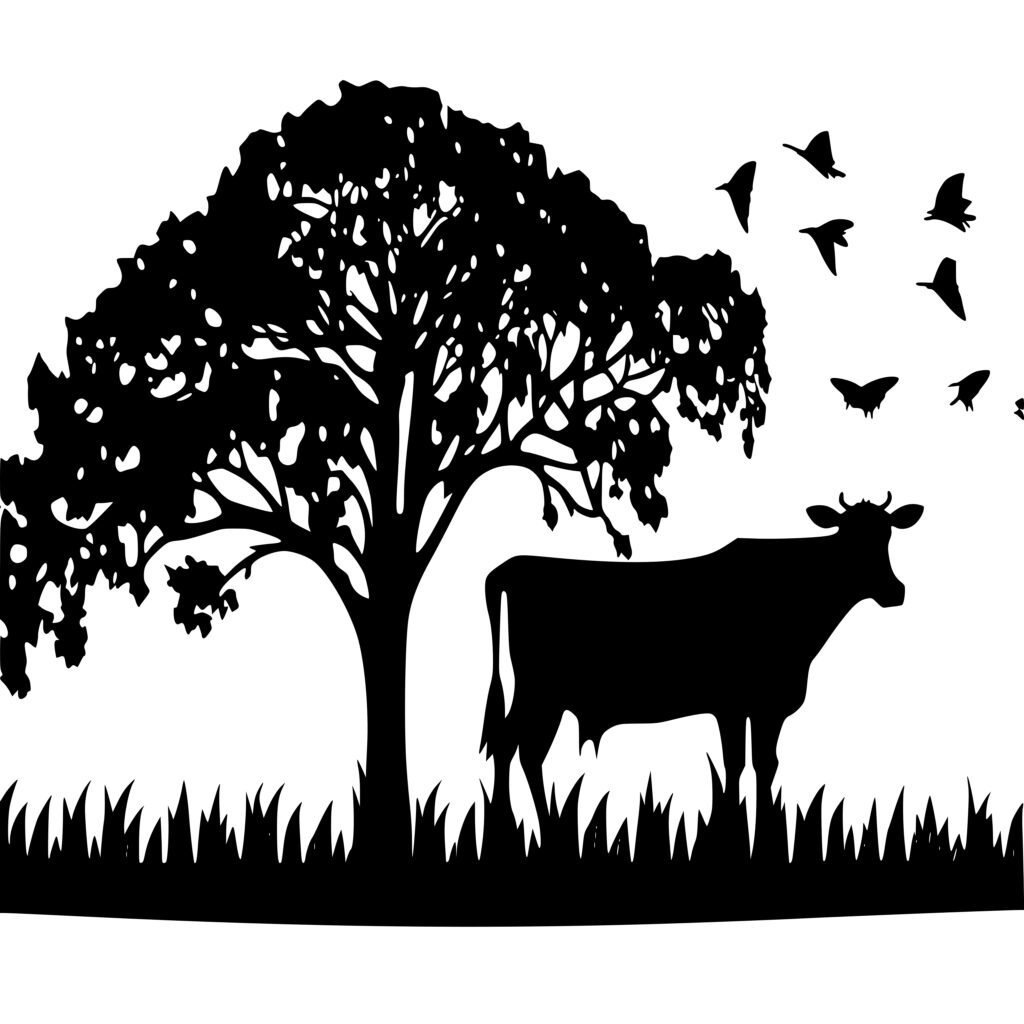 Cow Grazing Field – Creative Meadow
