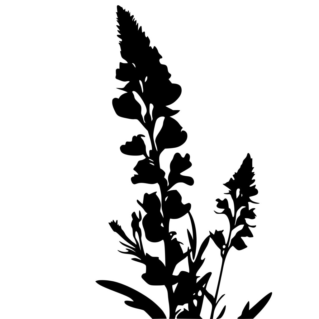 Beautiful Snapdragon Plant SVG & PNG Files for Cricut, Silhouette ...