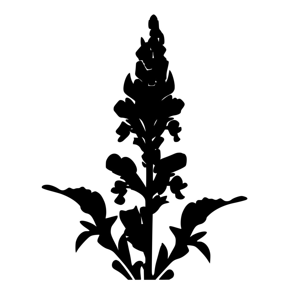 Snapdragon Plant – Creative Meadow