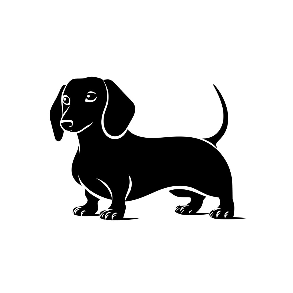 Playful Dachshund – Creative Meadow