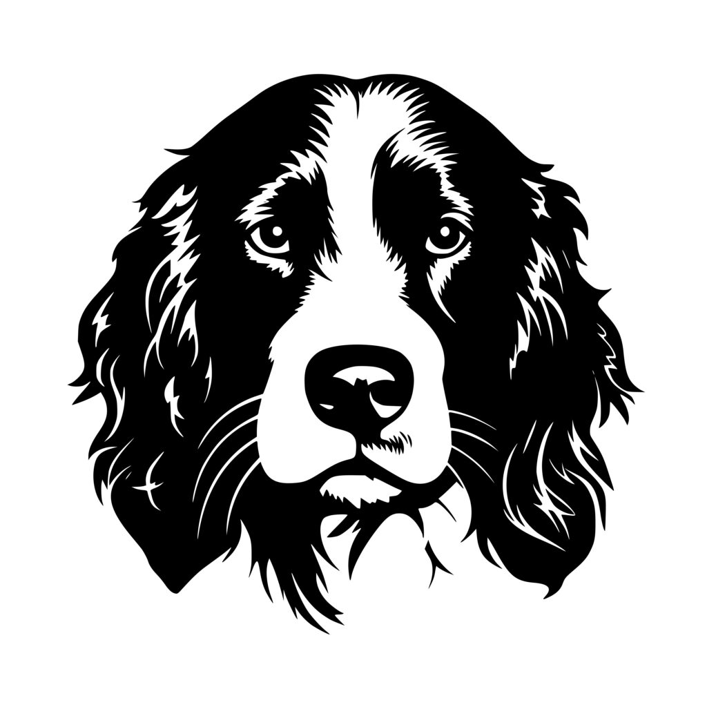 Springer Spaniel Portrait – Creative Meadow