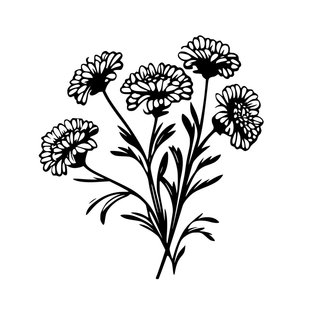 Garden Aster Flowers – Creative Meadow