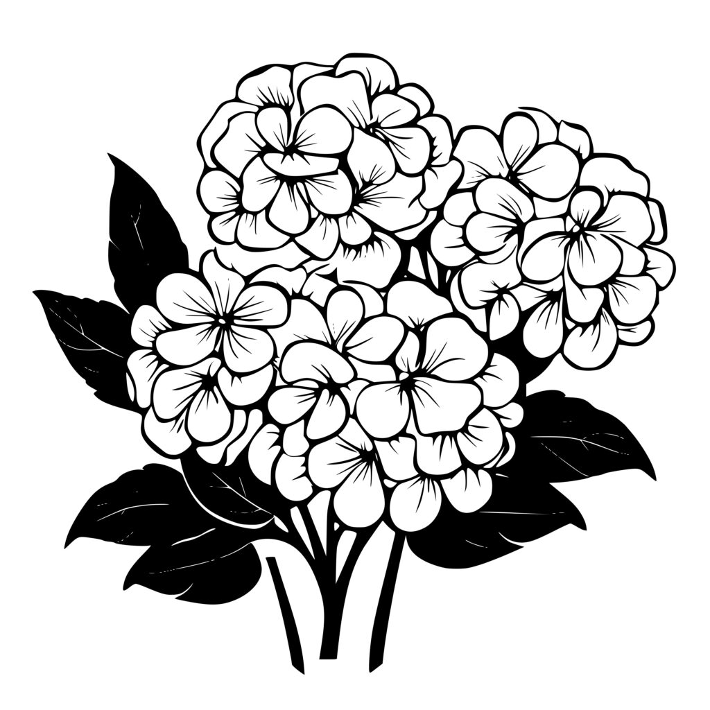 Hydrangea Blooms – Creative Meadow