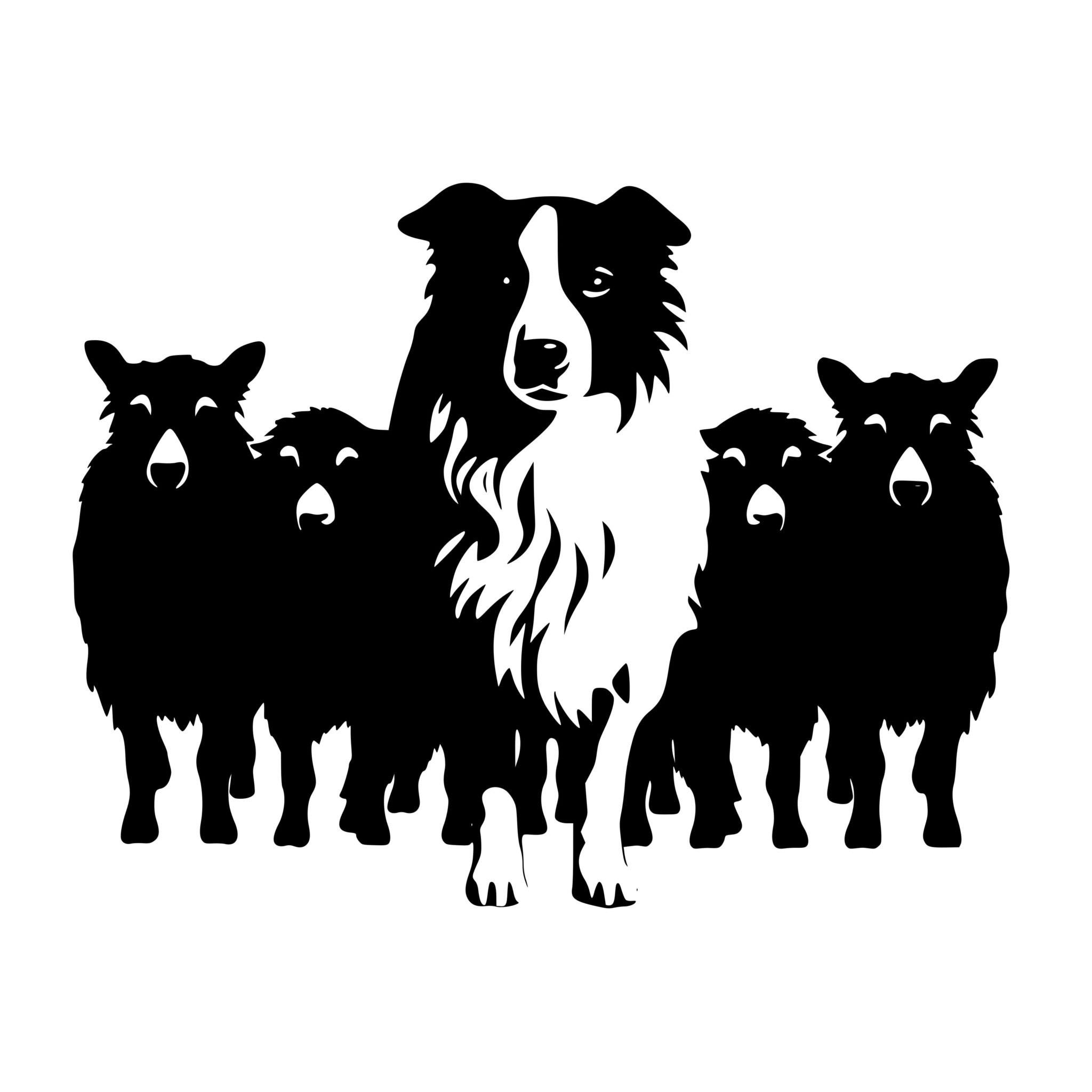 Border Collie Working Sheep – Creative Meadow