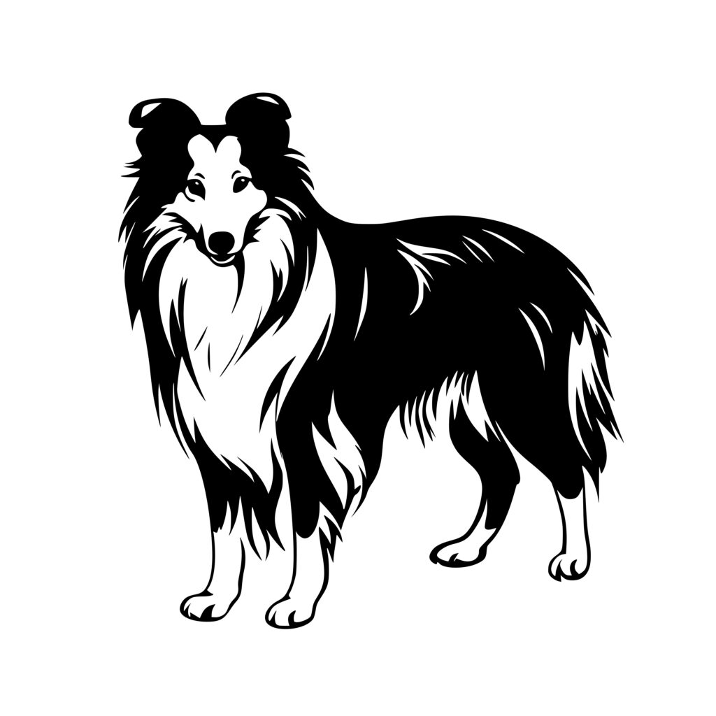 Adorable Collie – Creative Meadow