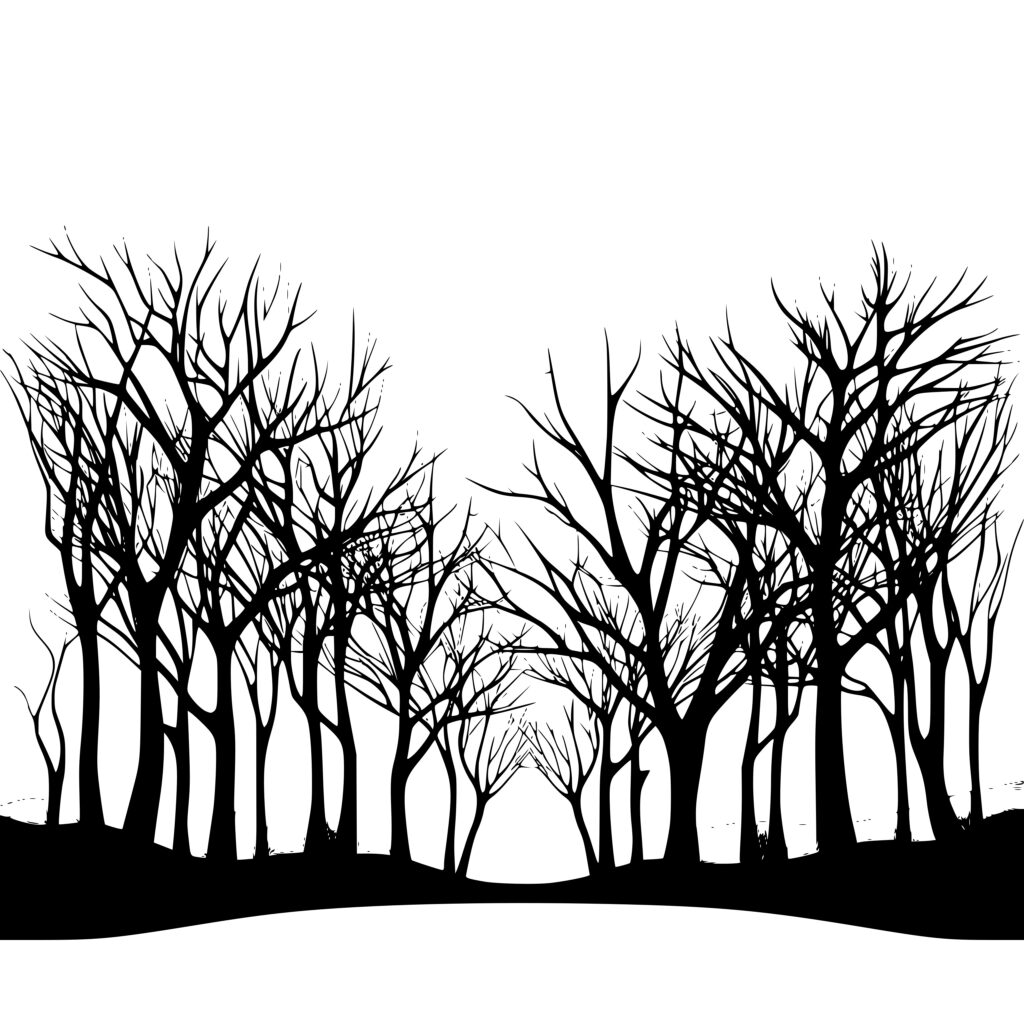 Bare Winter Trees – Creative Meadow