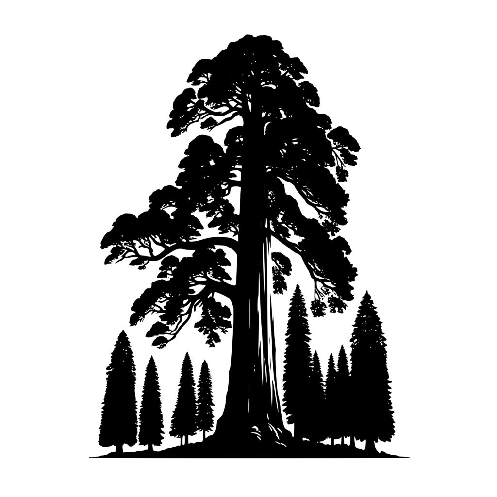 Redwood Forest Wonders – Creative Meadow