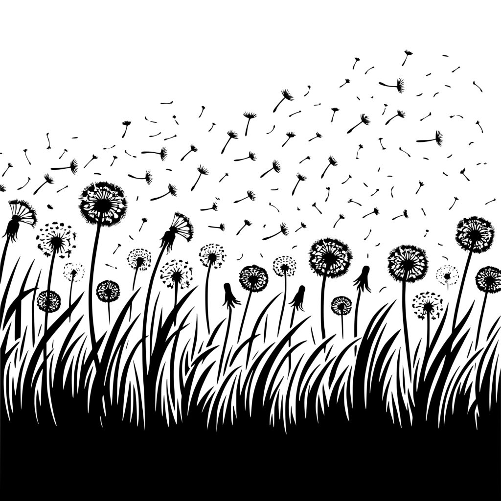 Dandelion Drift – Creative Meadow