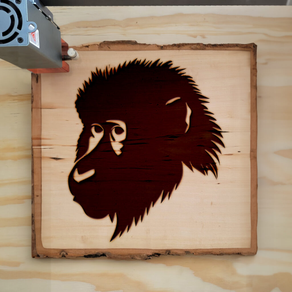 Baboon – Creative Meadow