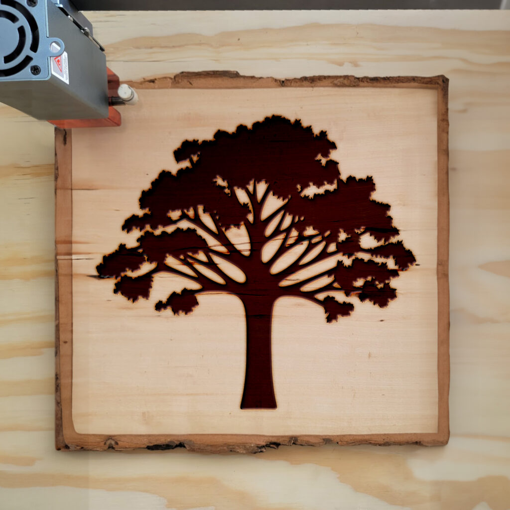 Oak Tree – Creative Meadow