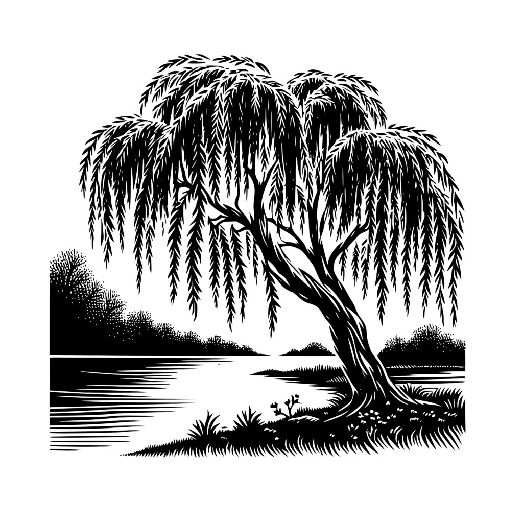 Weeping Willow Reflections – Creative Meadow