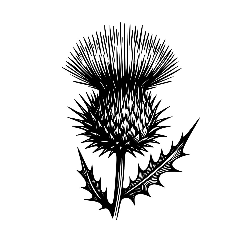 Spiky Thistle Design SVG PNG DXF for Cricut & Silhouette