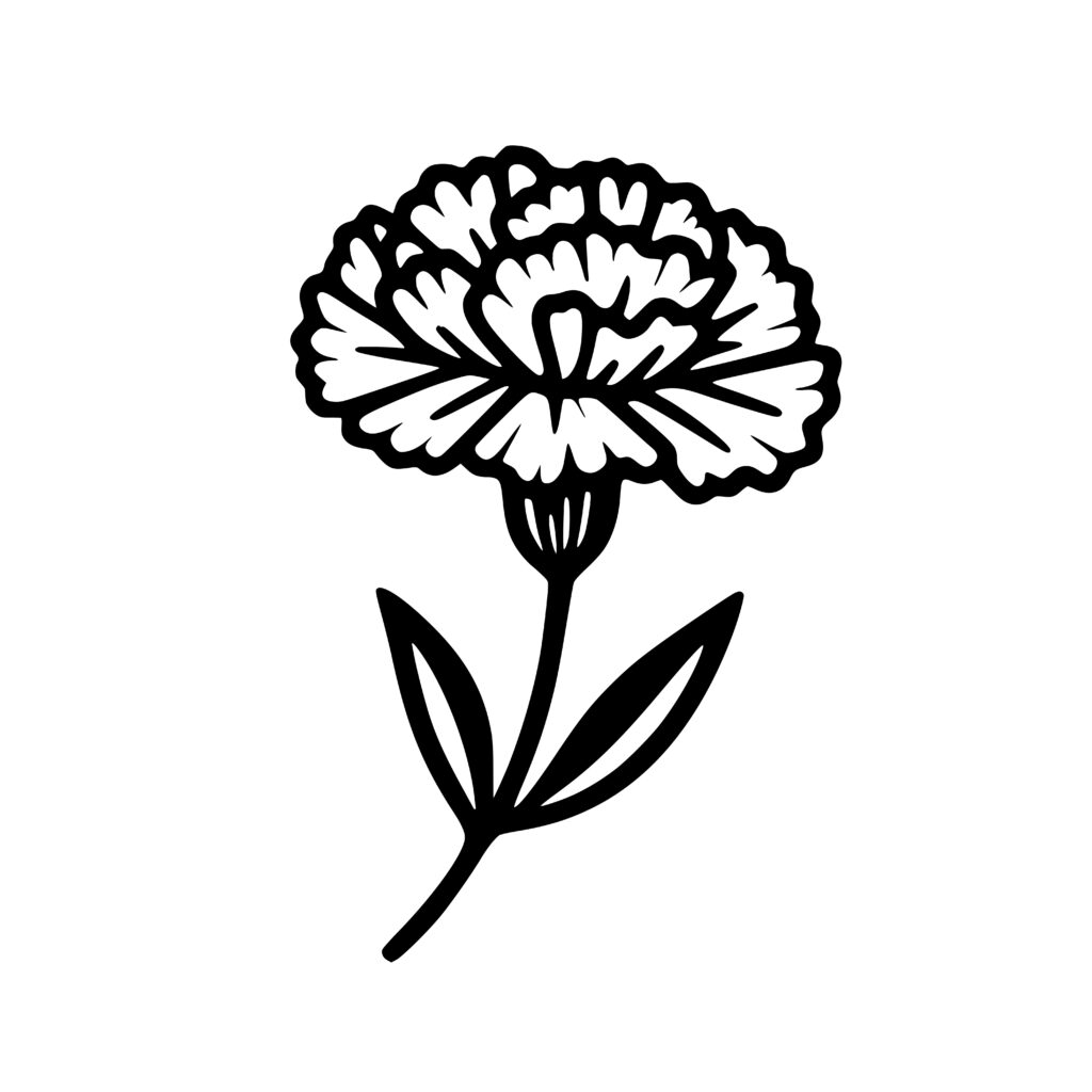 Elegant Carnation – Creative Meadow