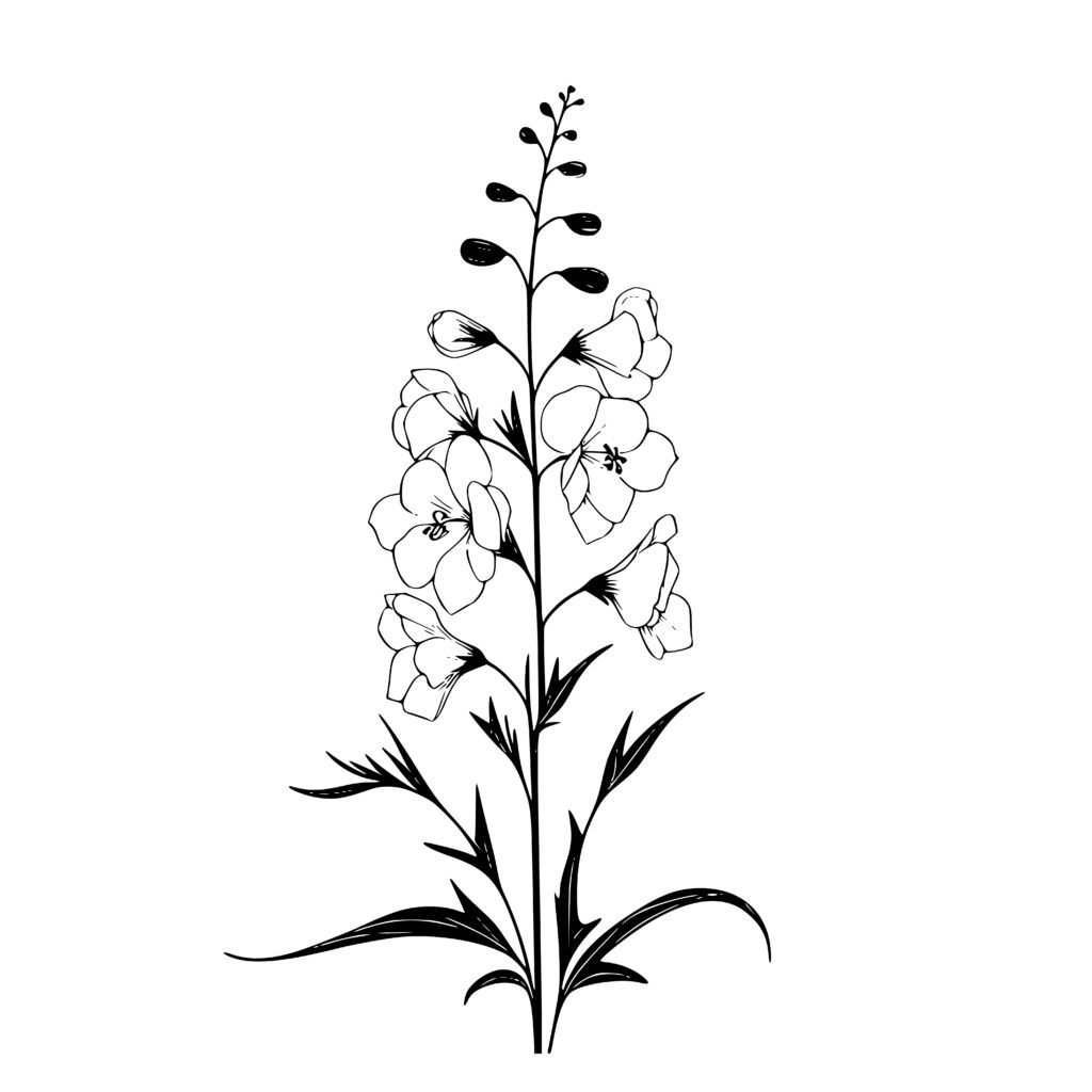 Tall Larkspur Blooms – Creative Meadow