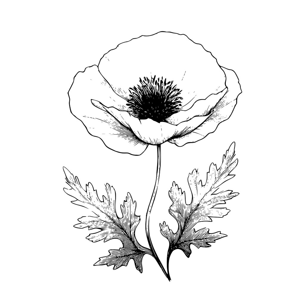 Brilliant Poppy Design for Cricut, Silhouette, Glowforge: SVG, PNG, DXF