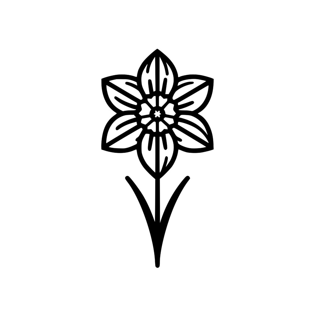 Elegant Narcissus – Creative Meadow