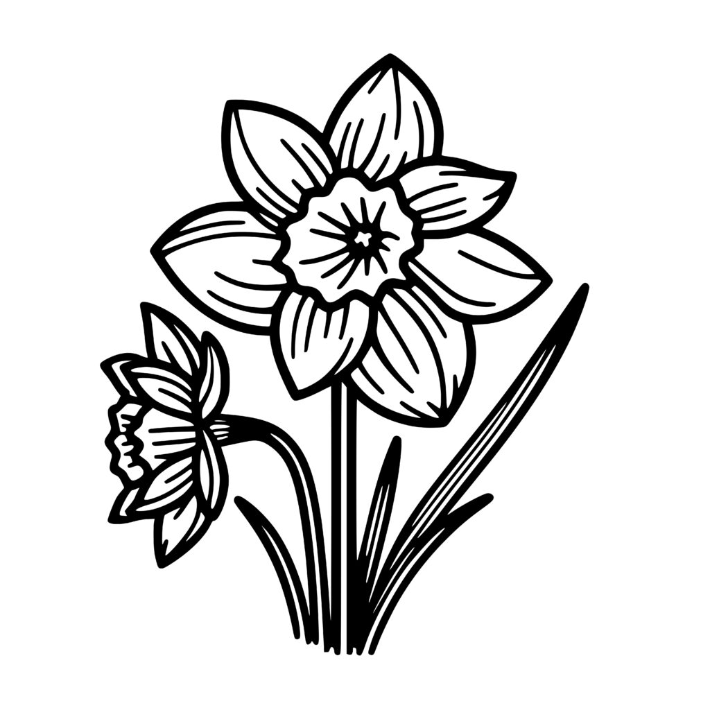 Narcissus Blooms – Creative Meadow