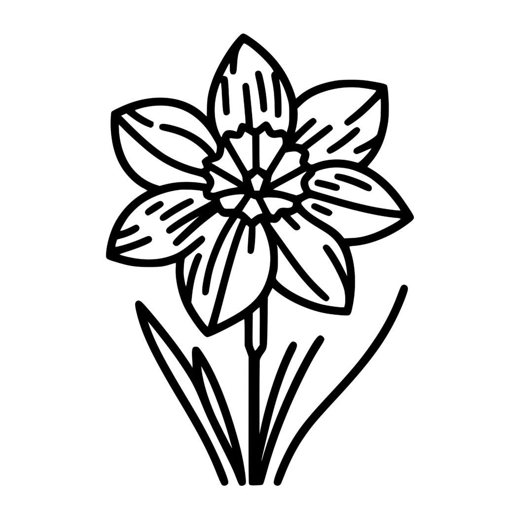 Thick Lined Narcissus – Creative Meadow