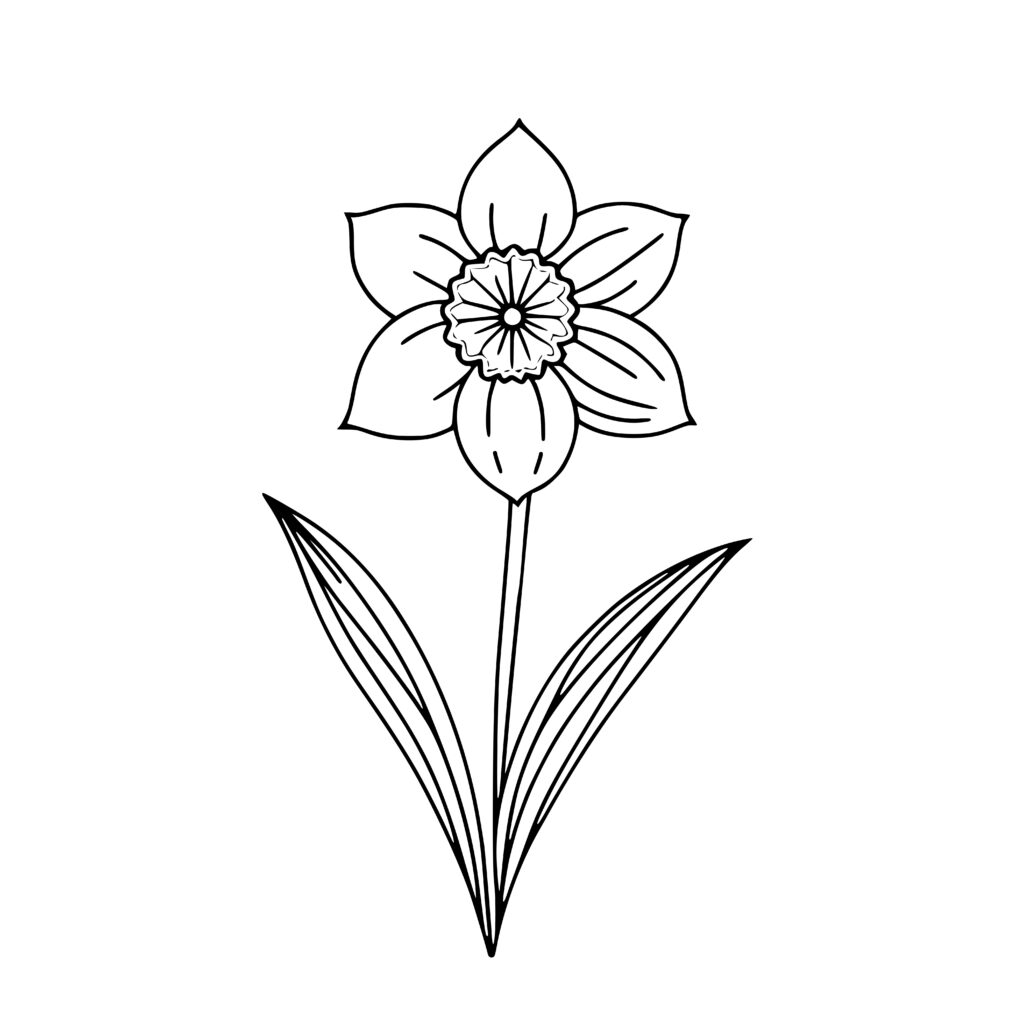 Narcissus Elegance – Creative Meadow