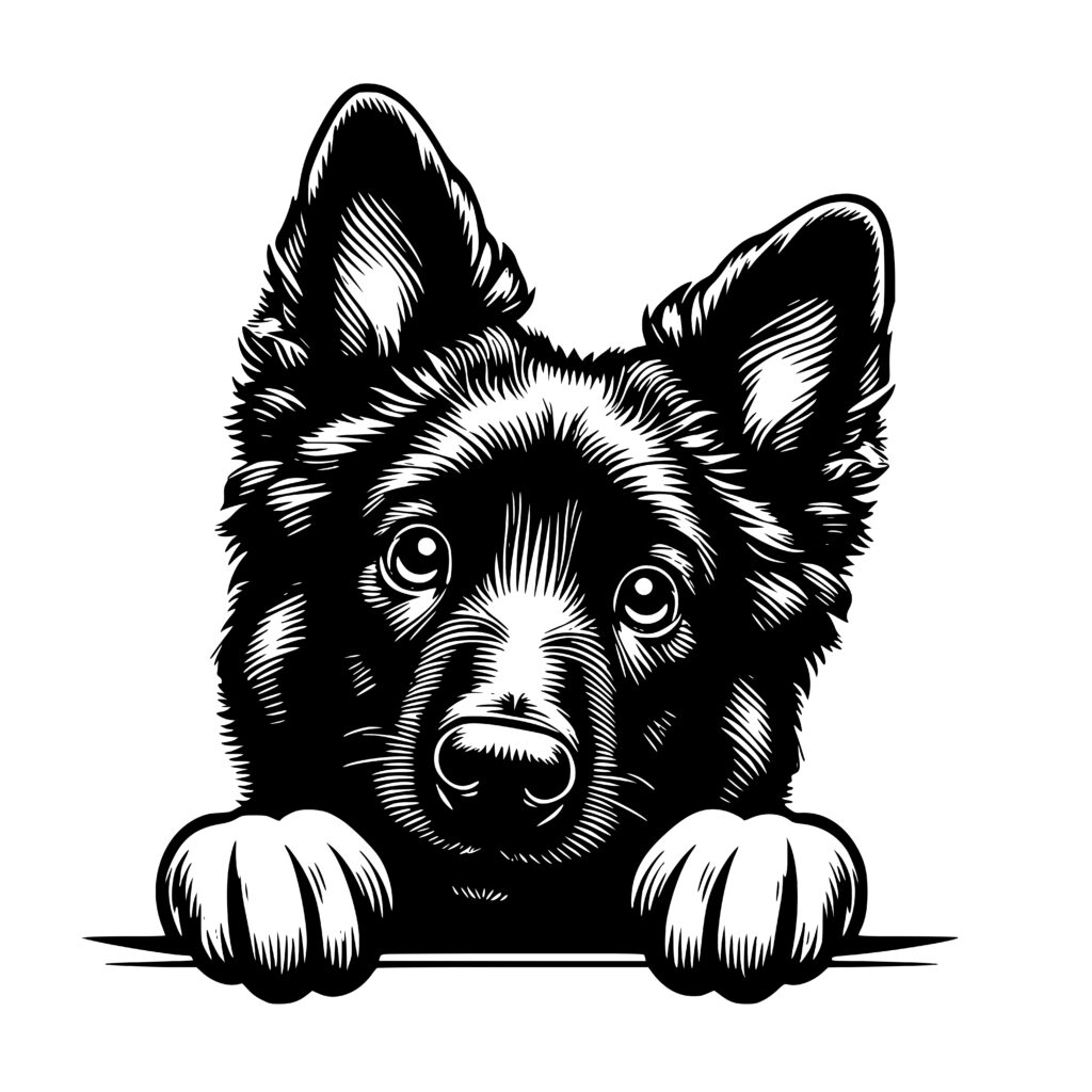 Belgian Malinois Peeking – Creative Meadow