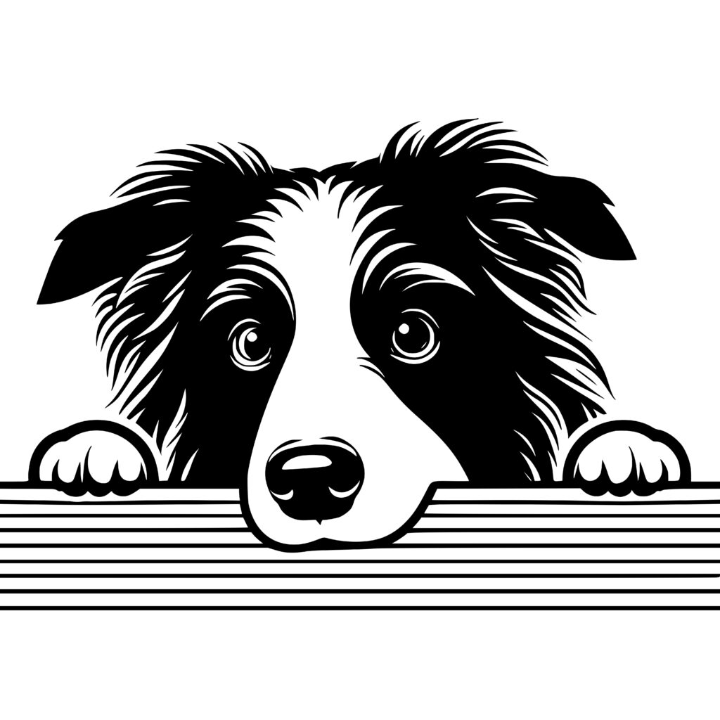 Peering Border Collie – Creative Meadow