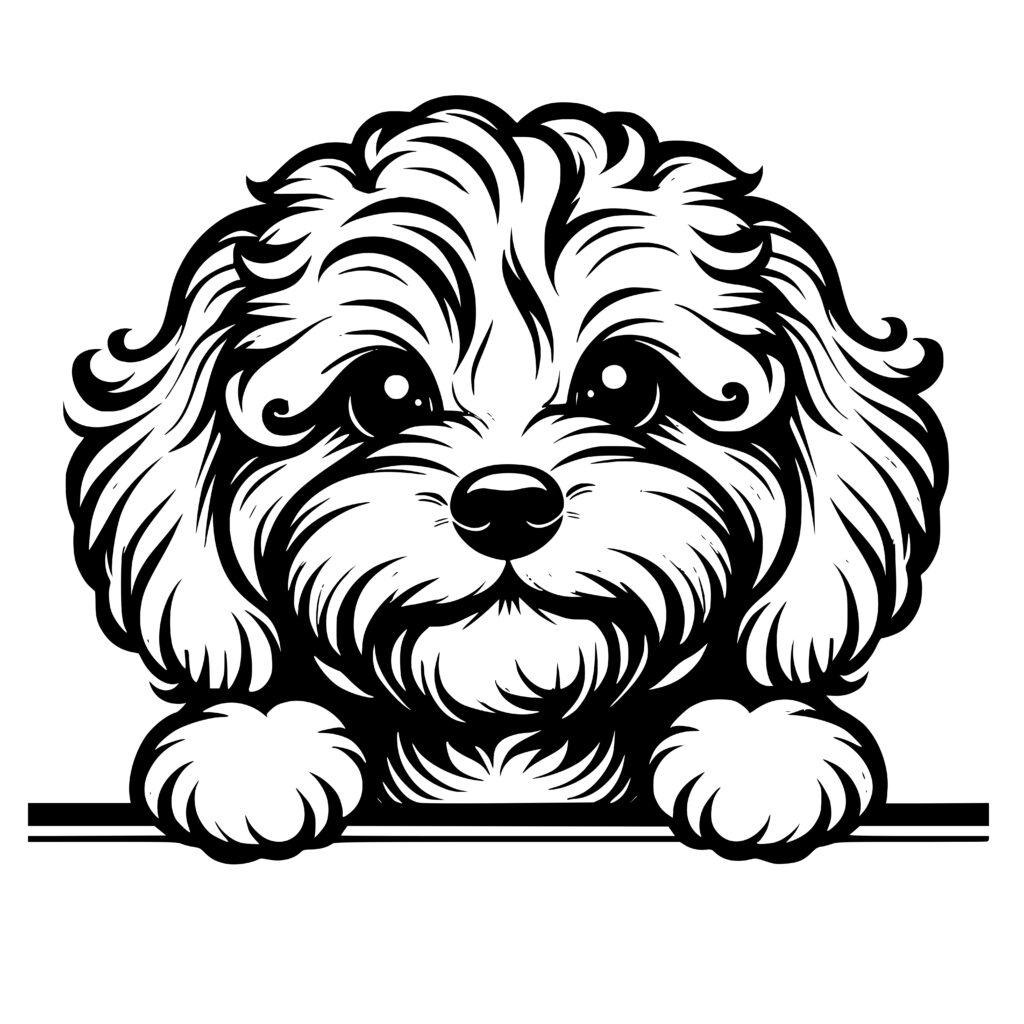 Cavapoo Peek – Creative Meadow