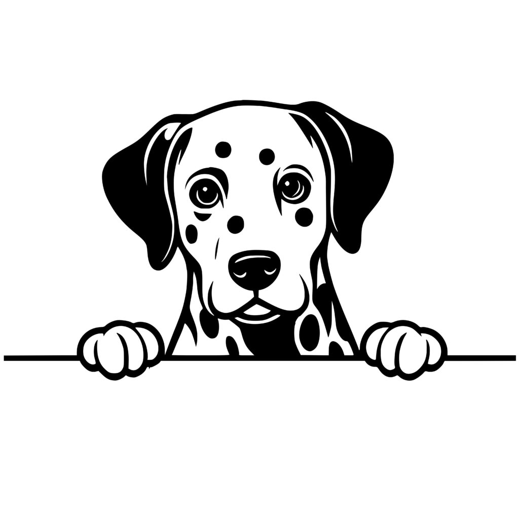 Spotted Dalmatian Peeking – Creative Meadow