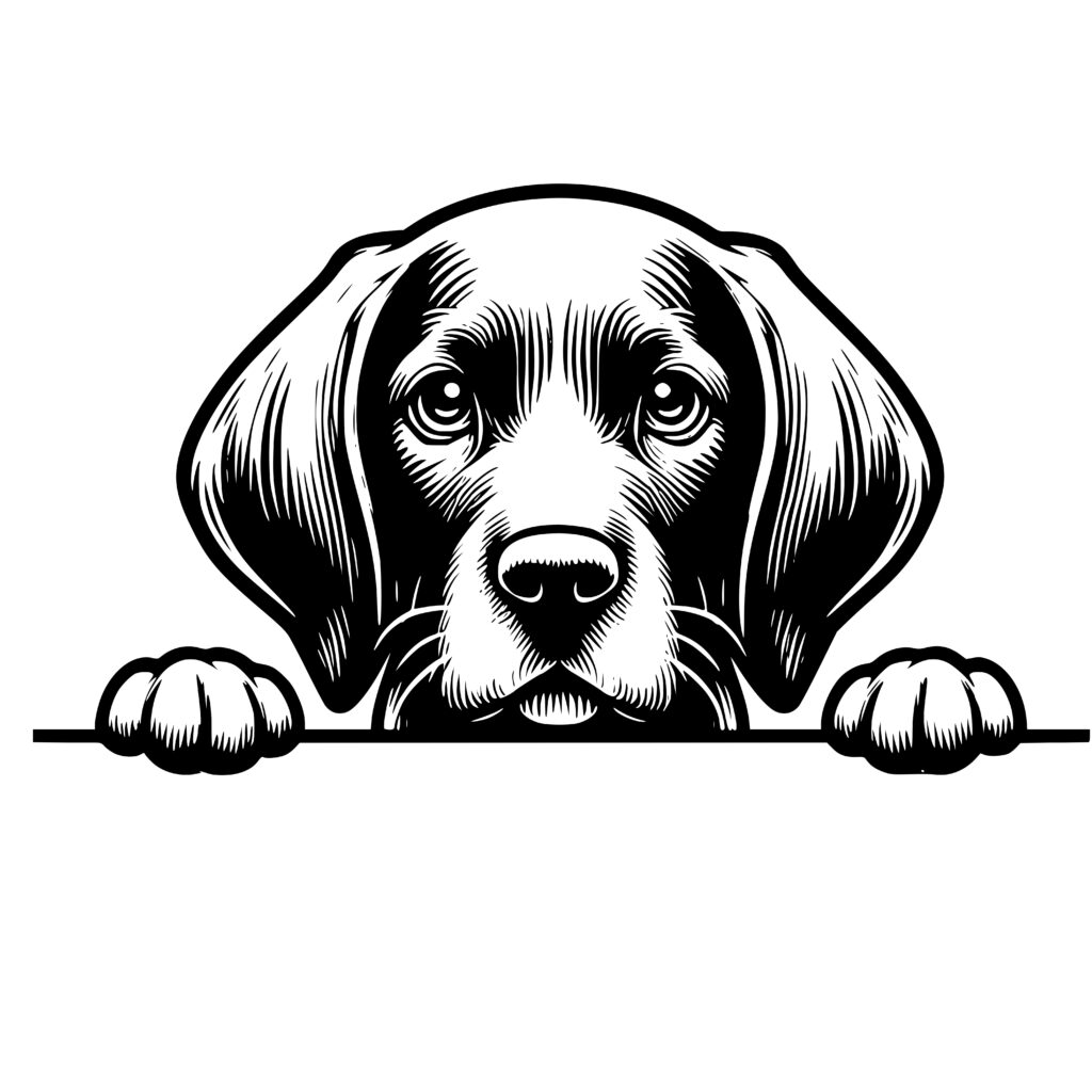 Pointer Doggy Stare – Creative Meadow