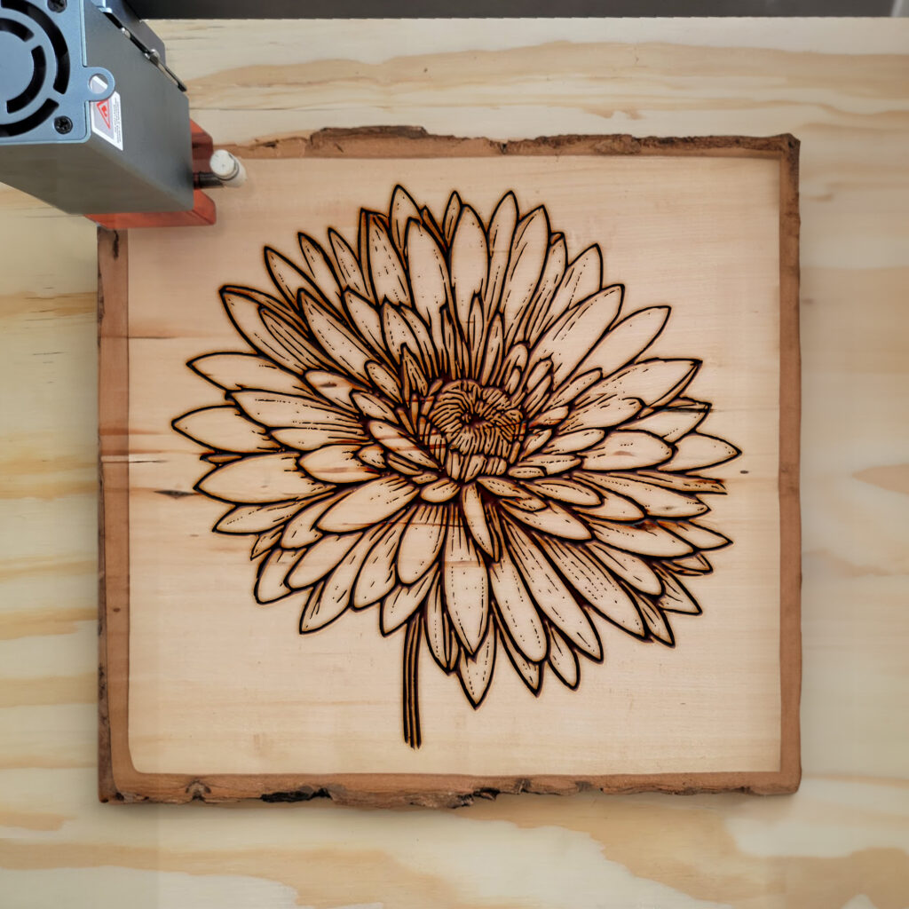 Aster Splendor – Creative Meadow