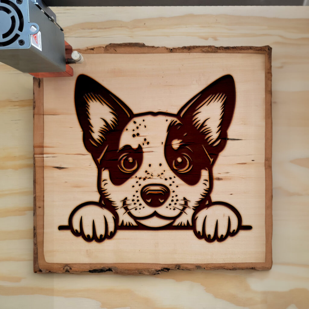 Blue Heeler Peeking Surprise – Creative Meadow