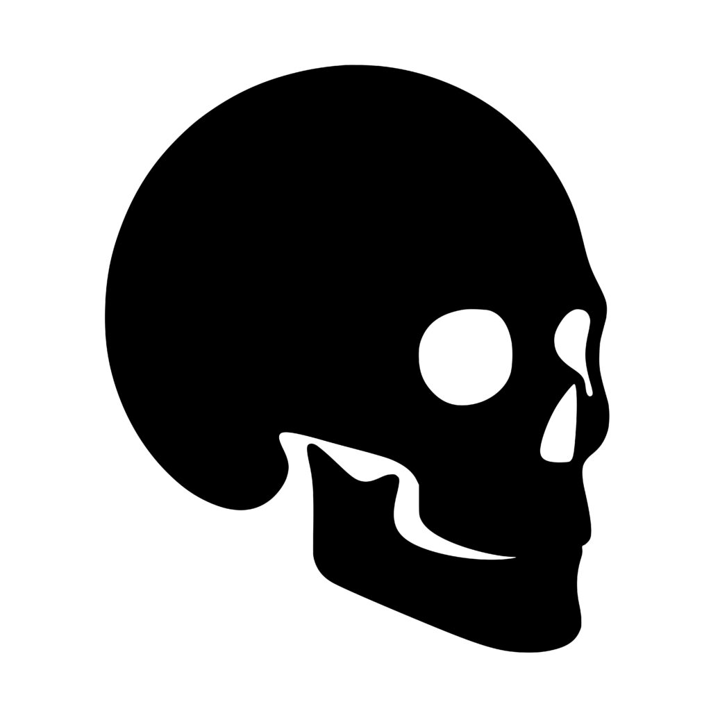 Human Skulls Revealed – Creative Meadow