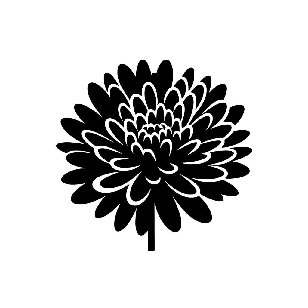 Chrysanthemum Symphony – Creative Meadow