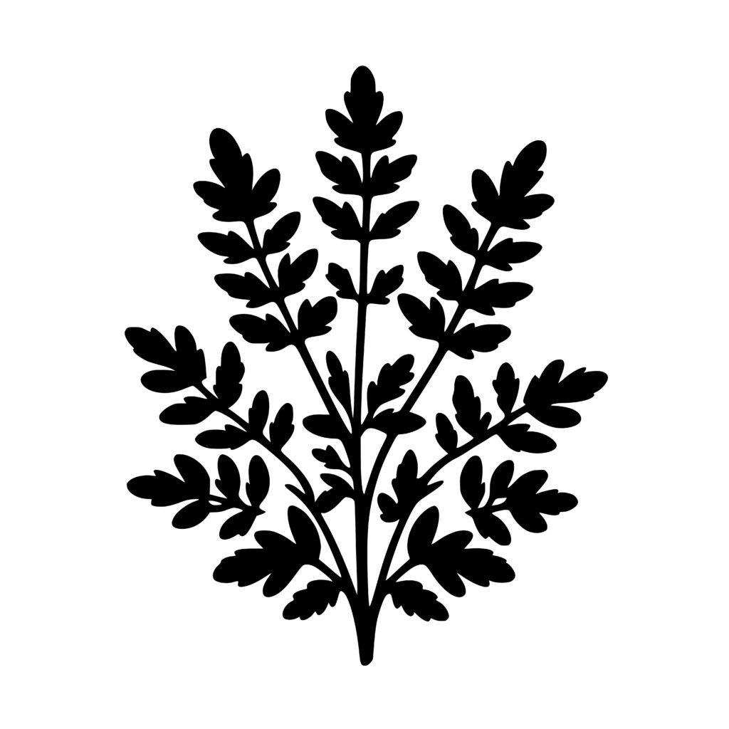 Lobed Leaf Cluster – Creative Meadow