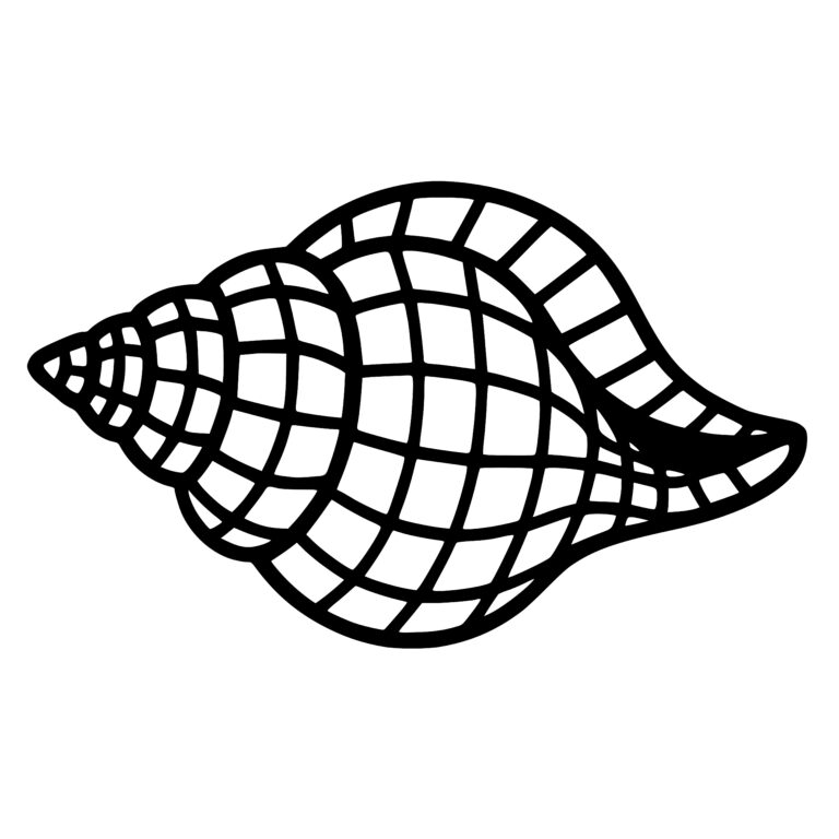 Spiral Conch Shell – Creative Meadow